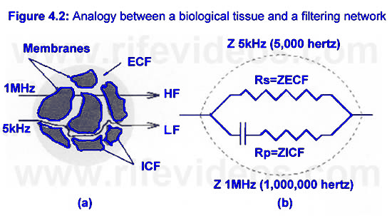 Rife Frequencies, The Skin Effect And Bio-Electrical Impedance Analysis